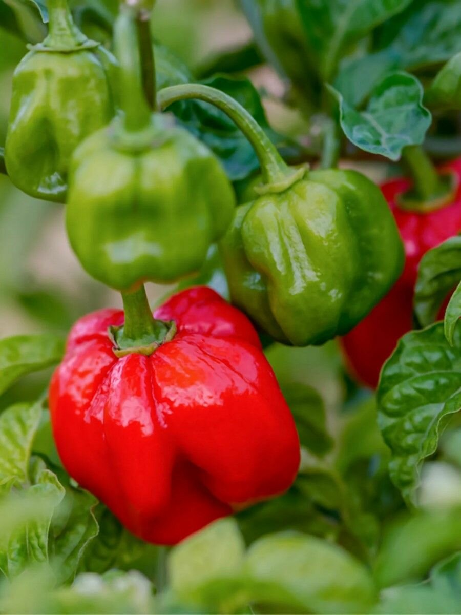 Семена Острый перец Scotch bonnet red, 5 штук