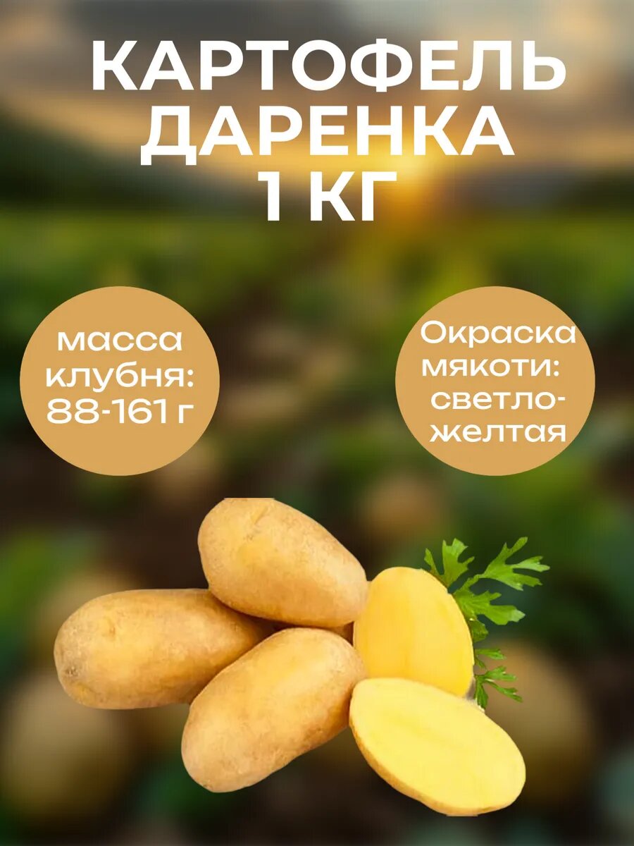 Картофель семенной Даренка, 1 кг