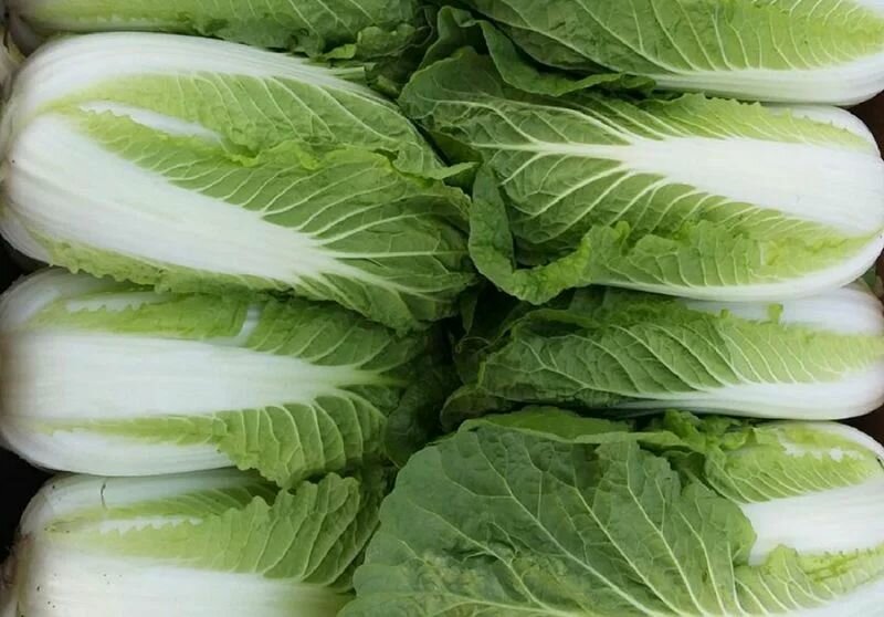 Коллекционные семена капусты пекинская Харбин