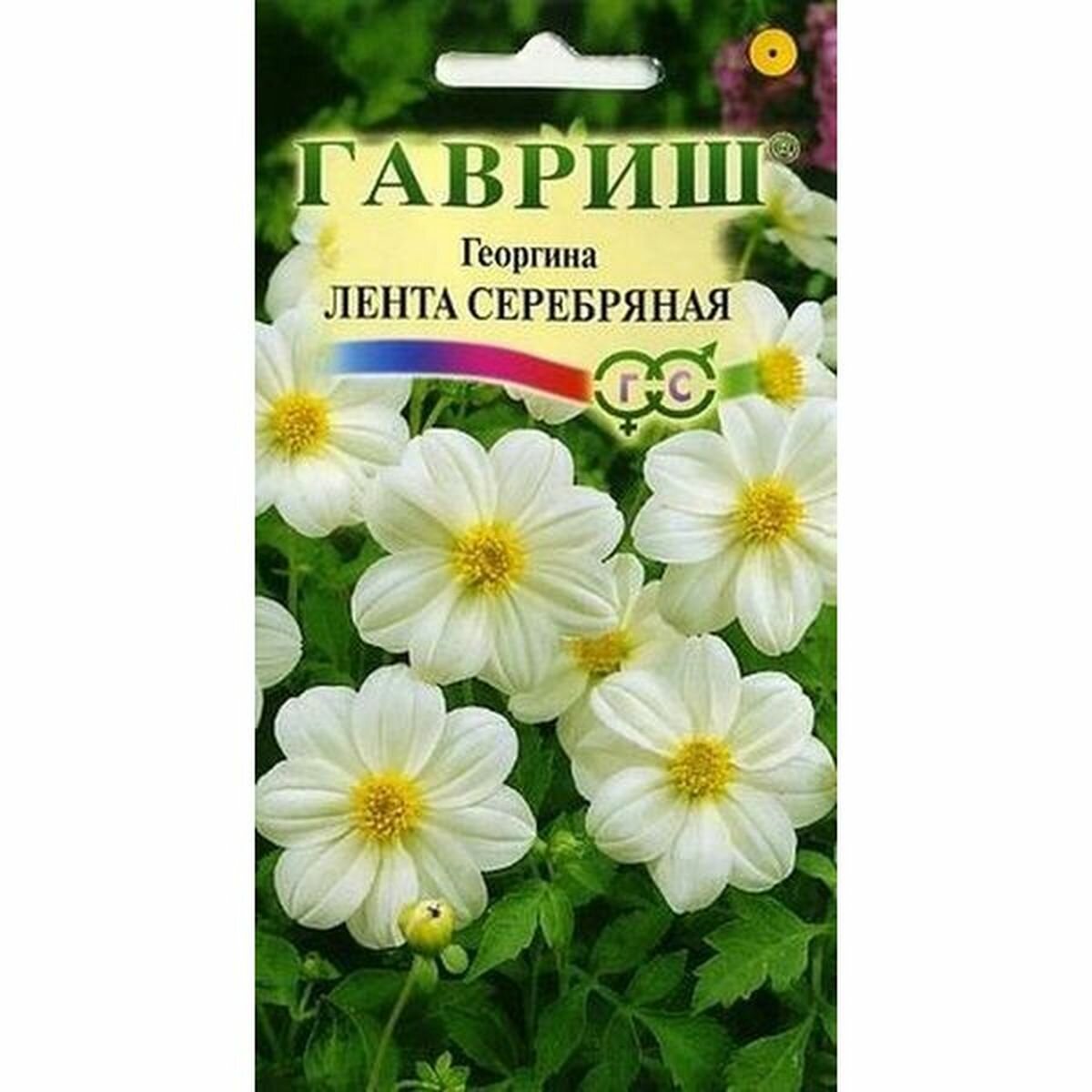 Семена Георгина Лента серебряная, однолетник, Гавриш, 1 пачка - 0.2г семян