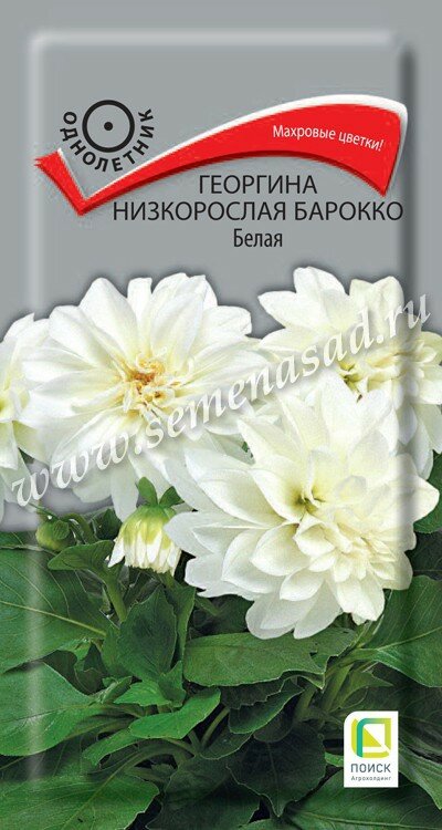 Георгина низкорослая Барокко белая однол. 0,1гр. (Поиск)