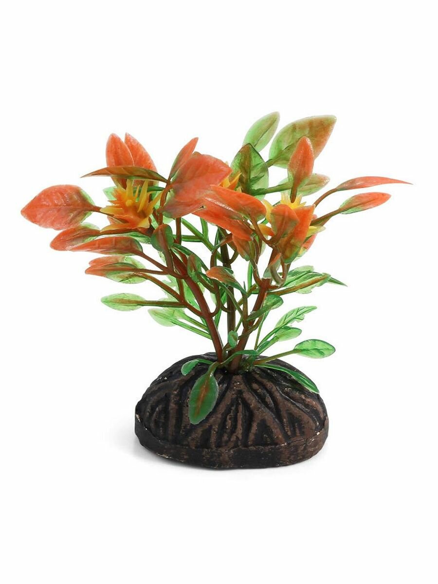 Растение Laguna "Людвигия" красно-зеленая, 8см