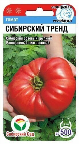 Томат Сибирский тренд помидор сорт