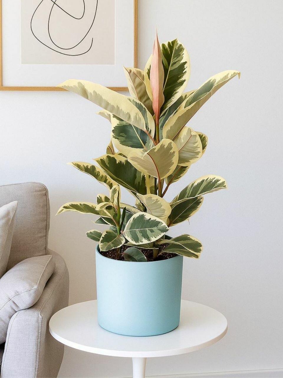 Фикус Эластика GREEN TOWN "Тинеке", живой, лиственный, в горшке