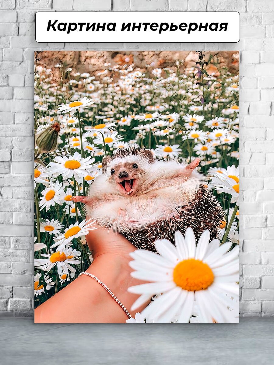 Картины для интерьера 50х70 Ежик Цветы Ромашки