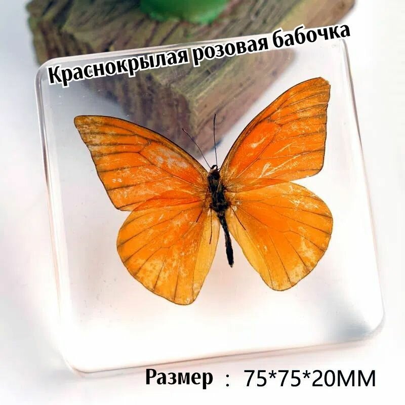 Настоящий экземпляр насекомого, коллекция насекомых, 1 экземпляр бабочки; Краснокрылая остроконечная розовая бабочка