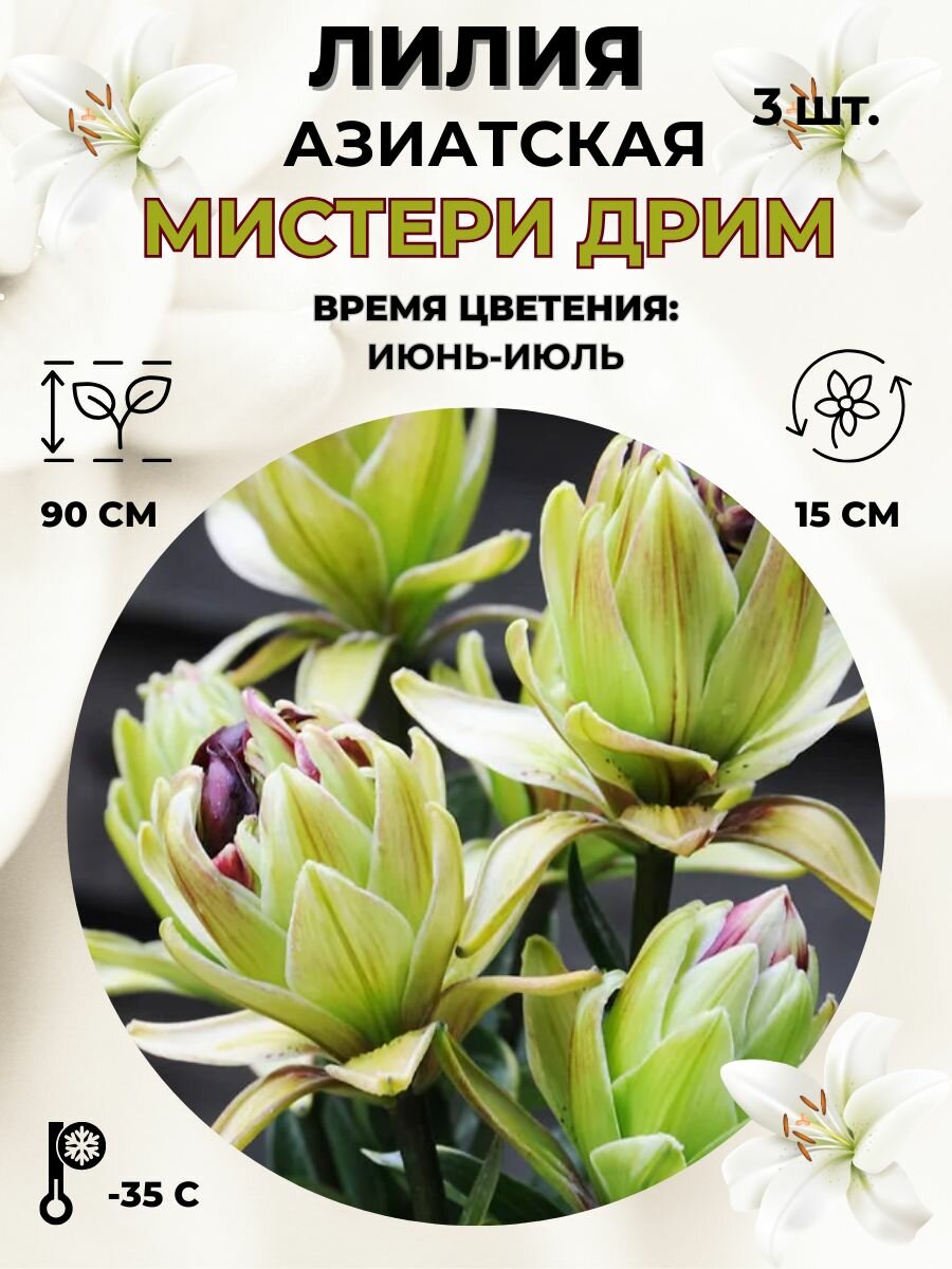 Лилия азиатская, луковицы 3 штуки