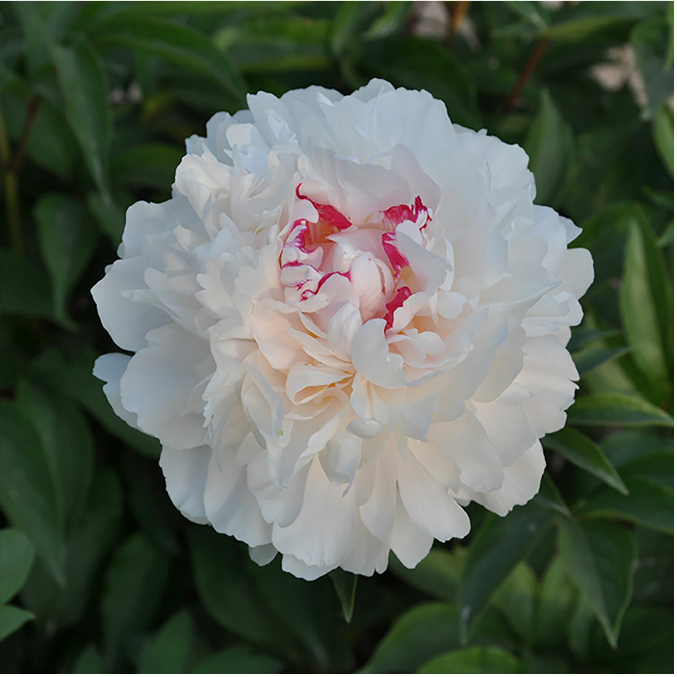 Саженец пиона 7Цветов "Поцелуй Невесты", многолетнее, лиственное