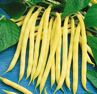Семена фасоли Сладкий Кураж (овощная, спаржевая) 5 гр.