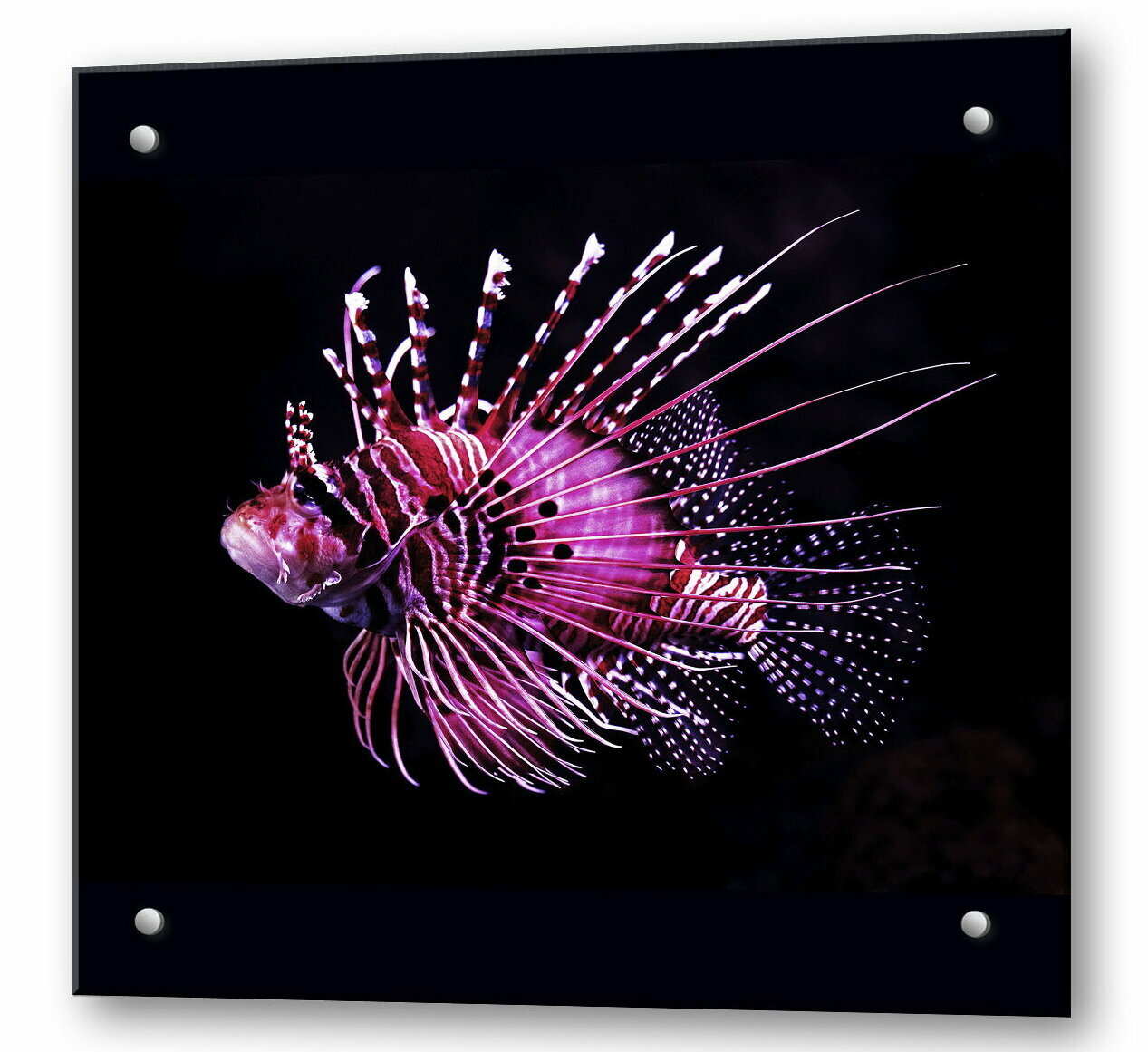 Кухонный экран из закаленного стекла "розовый тигр" - (600х600х4 мм)