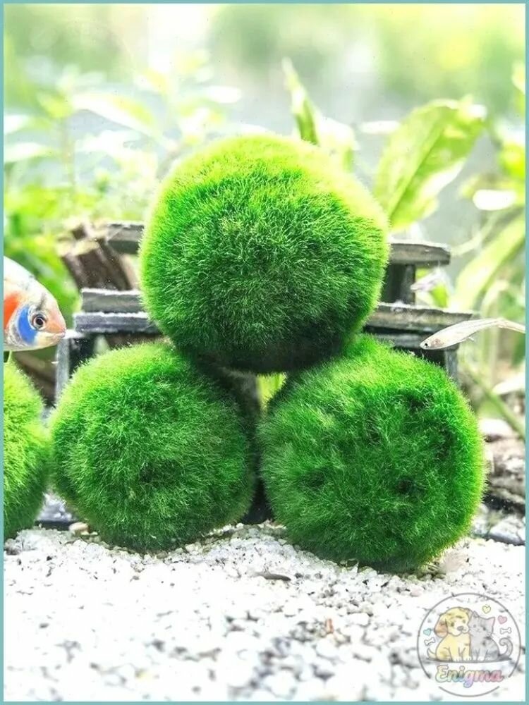 Аквариумный аквариумный шарик из морских водорослей 3 шт.