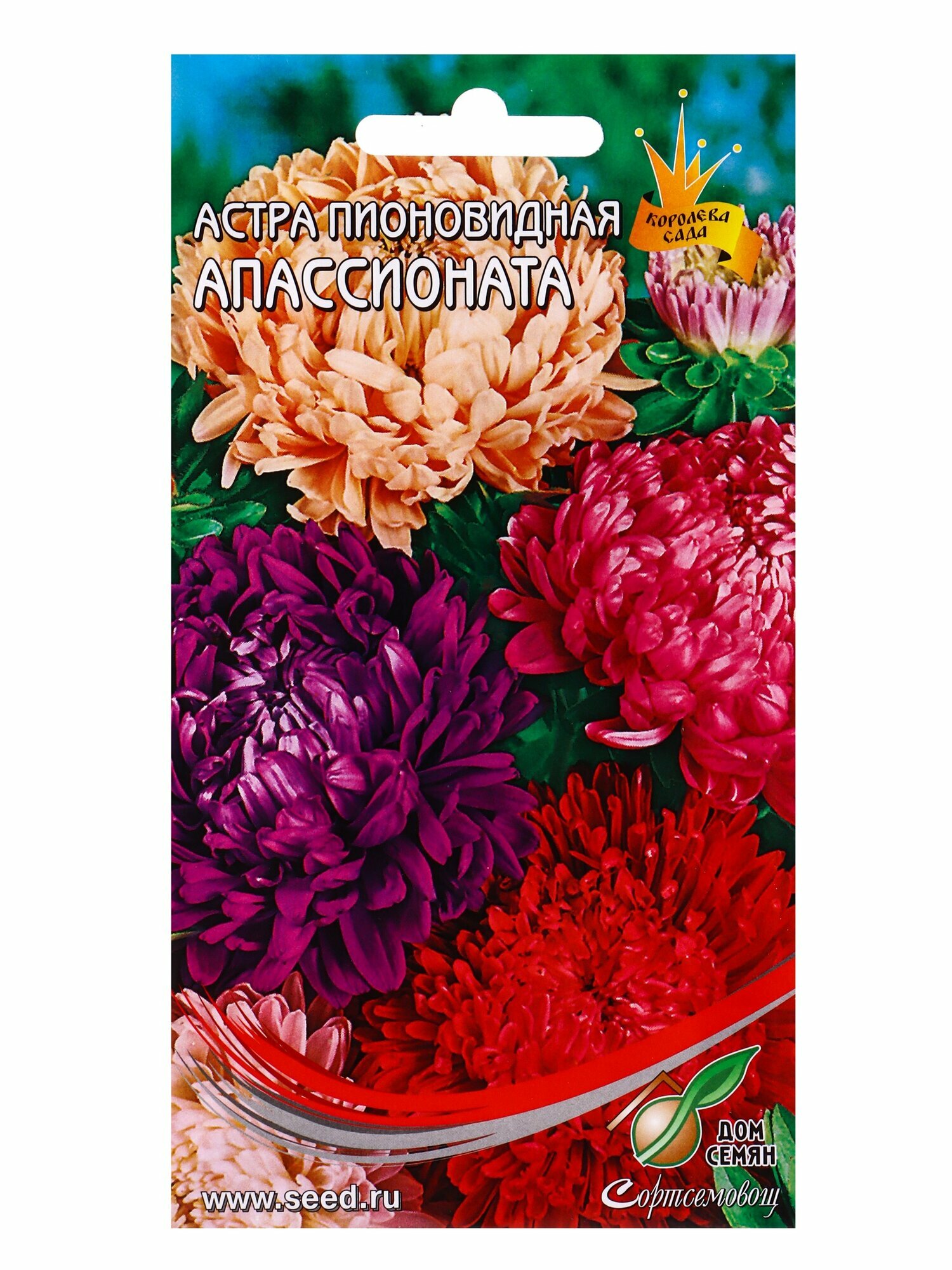 Семена цветов Астра пион. Апассионата смесь 80 шт 10965526