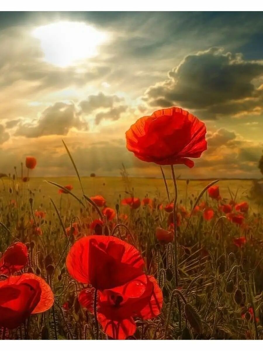 Алмазная мозаика на подрамнике 40х50 полная выкладка круглые стразы "Маковое поле на закате ". Набор творчества и хобби. Для взрослых и детей. Мозайка