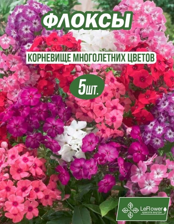 Флоксы Корневище, Микс сортов, 5шт