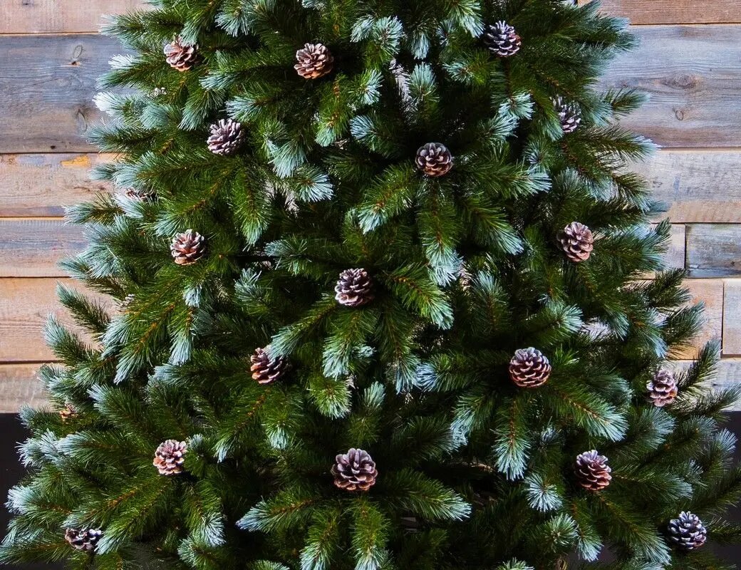 Триумф ель Женева 215 см с шишками заснеженная