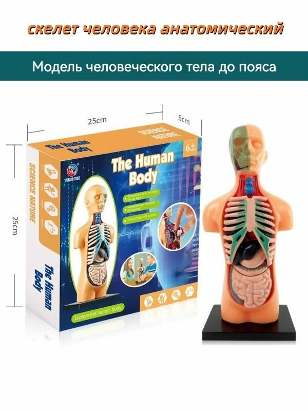 Скелет человека анатомический-Съемный набор моделей анатомии человека, материал ПВХ, может быть изготовлен своими руками