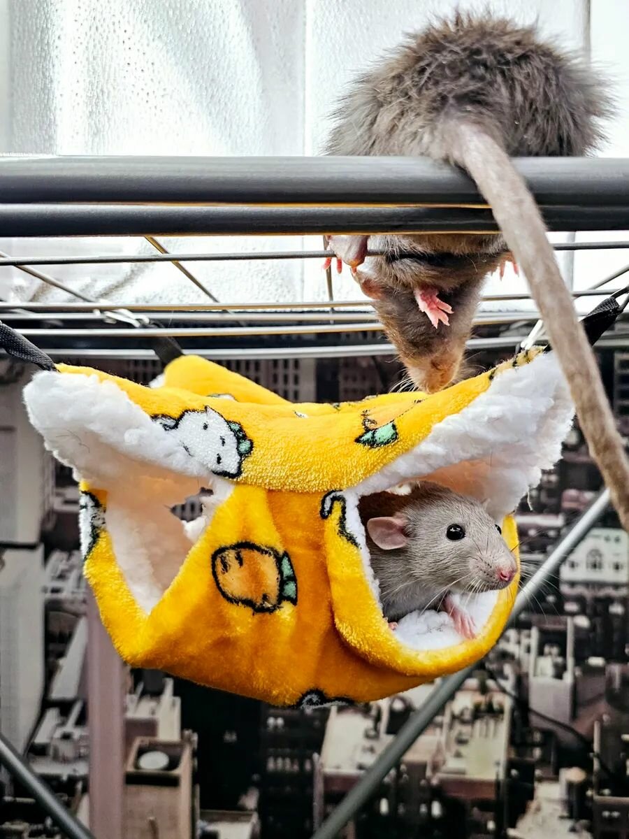 Гамак для крыс двухэтажный желтый 20х20