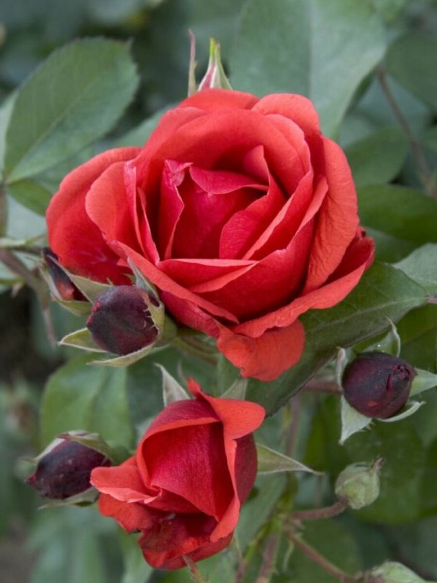 Роза канадская Морден Файерглоу, 1 шт, морозостойкая, многолетняя