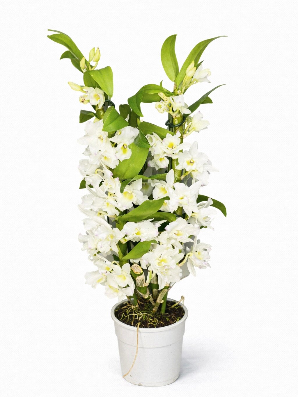 Орхидея Дендробиум Нобиле (Dendrobium nobile) 12см