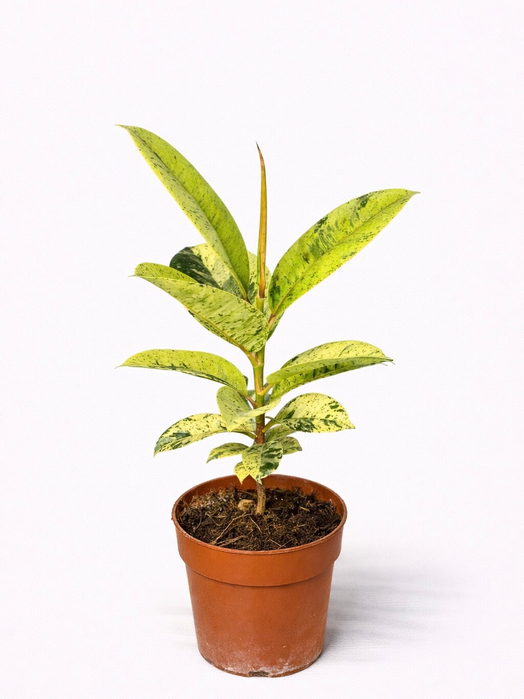Фикус Шревиерана (Ficus Schrijveriana) 12см