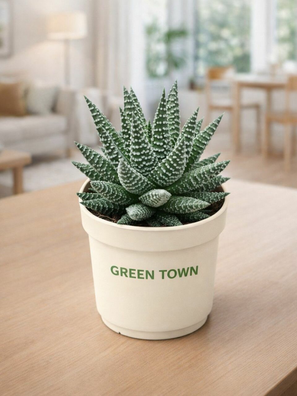 Растение GREEN TOWN "Хавортия", Роял Альберт, живое, в горшке, многолетнее