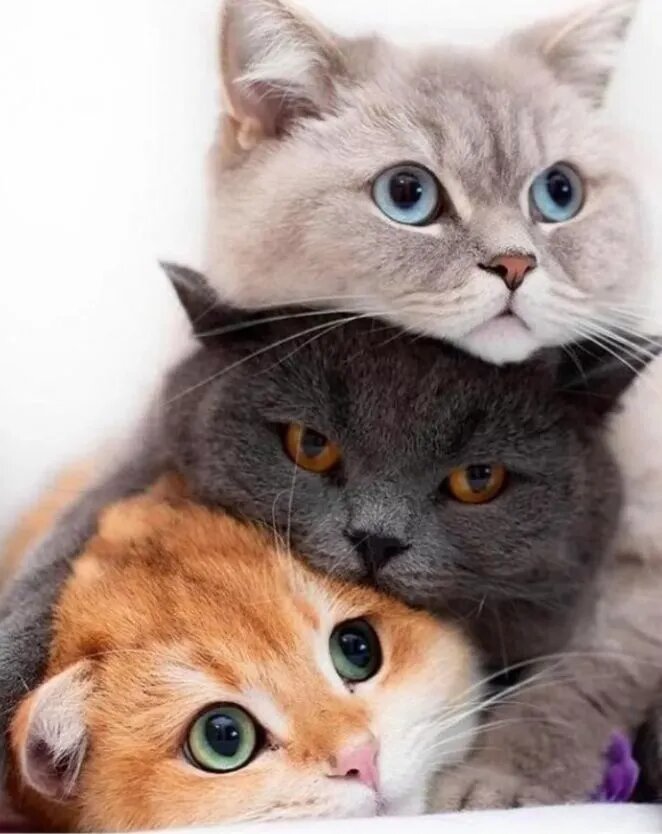 Алмазная Мозаика "Три Очаровательных Кота" 40x50 См Алмазная Вышивка / Картина Стразами Подарков / Украшения