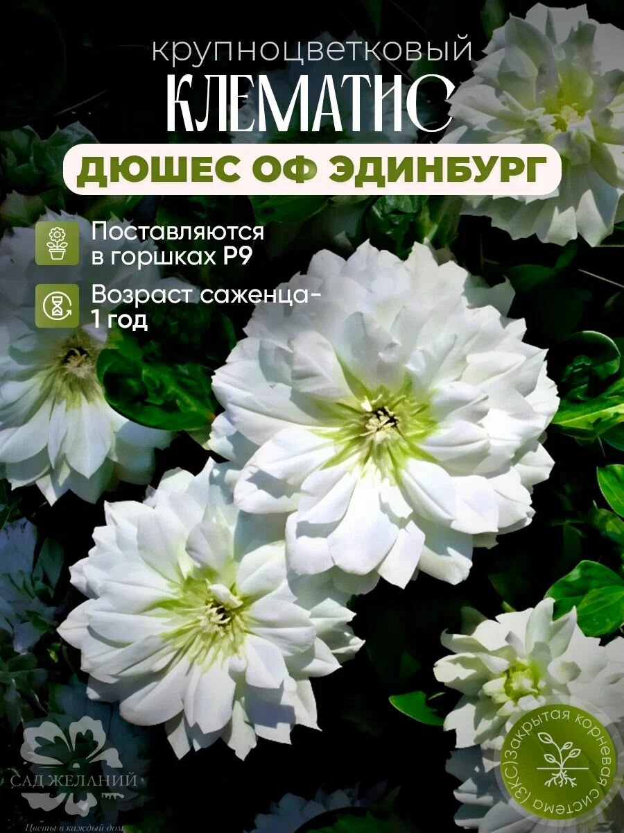 Клематис махровый Dutches of Edinburg в горшке D10, живое растение в горшке, саженец для сада, озеленение участка