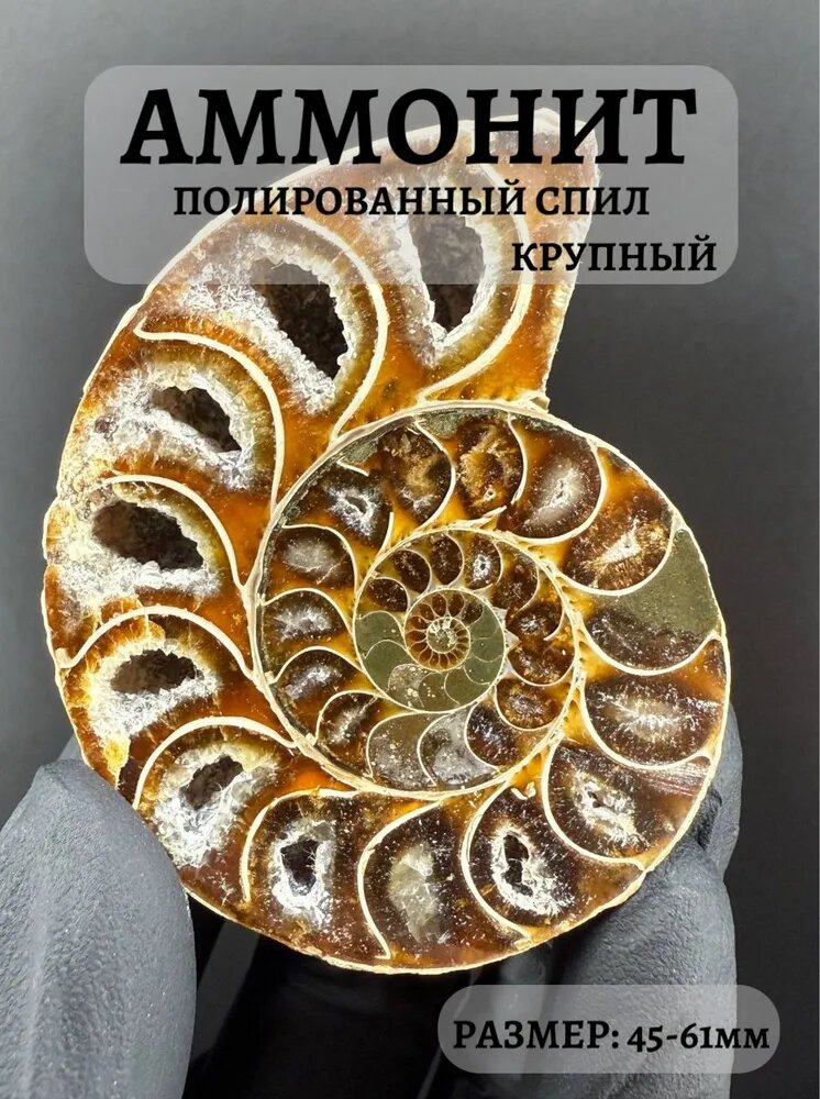 Аммонит полированный спил большой размер (45-61 мм) магический артефакт