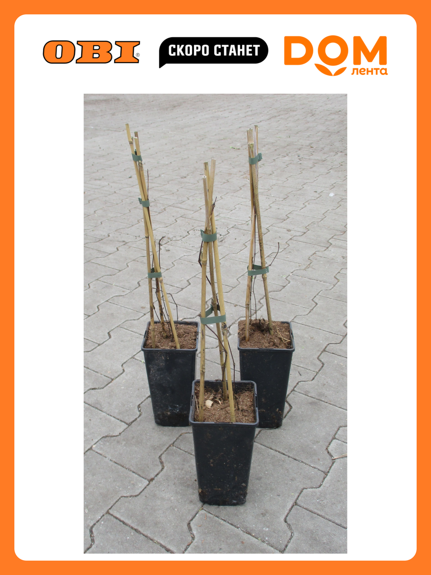 Растение Клематис микс красный 879403 С2 H60