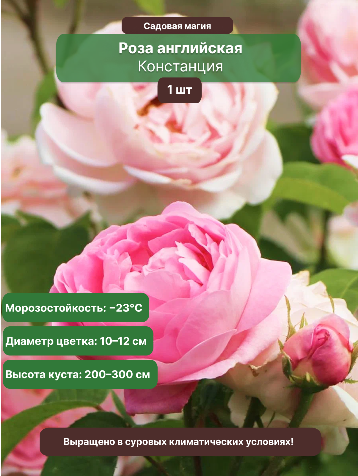 Роза английская Констанция , 1 саженец , многолетняя , розовая