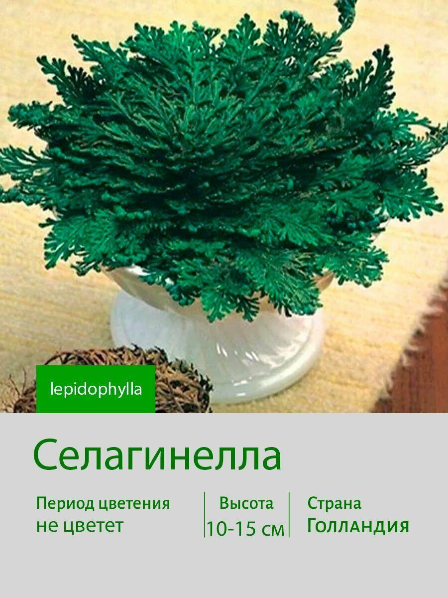 Селагинелла lepidophylla 1 шт. Сотка