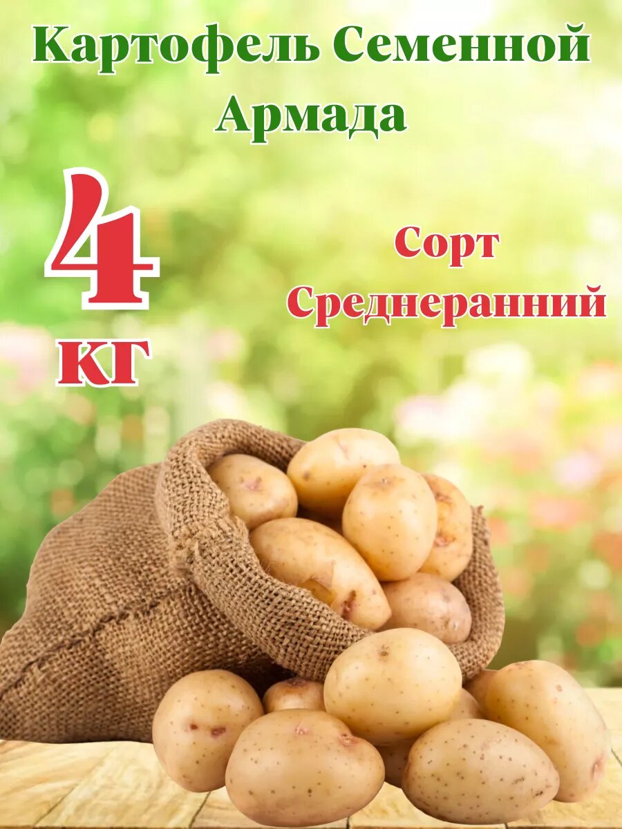 Картофель Семенной Армада 4 кг