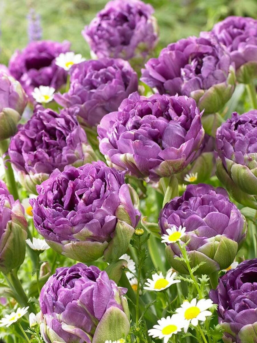 Тюльпан Блю Вау, махровый, 5 луковиц, сиреневый, высота 45 см