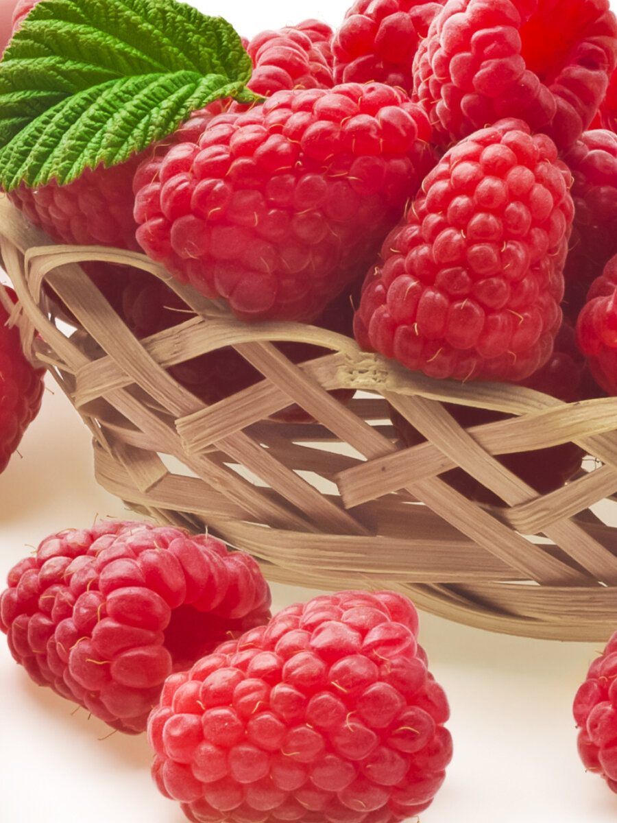 Малина ремонтантная Лячка 3 шт / многолетний, морозостойкий сорт