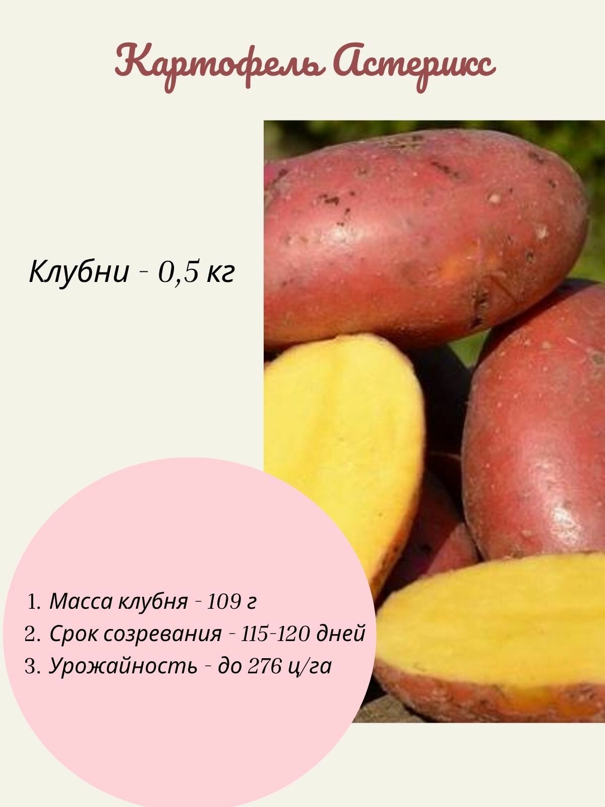 Картофель красный Астерикс 0,5 кг на посадку