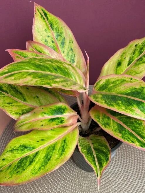 Аглаонема Салмон Фэнтази 30*12