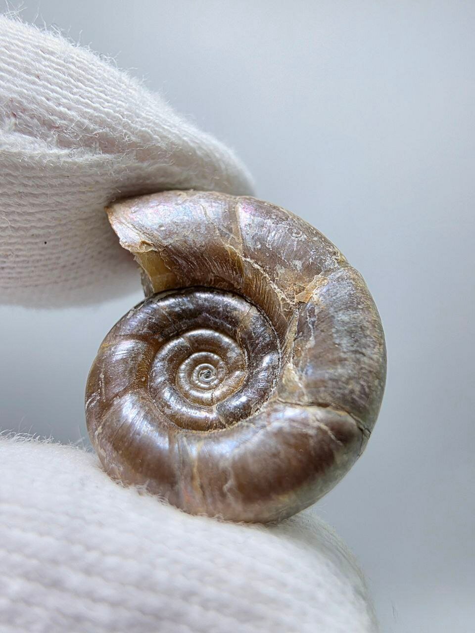 Аммонит перламутровый 19 мм, 4 г.