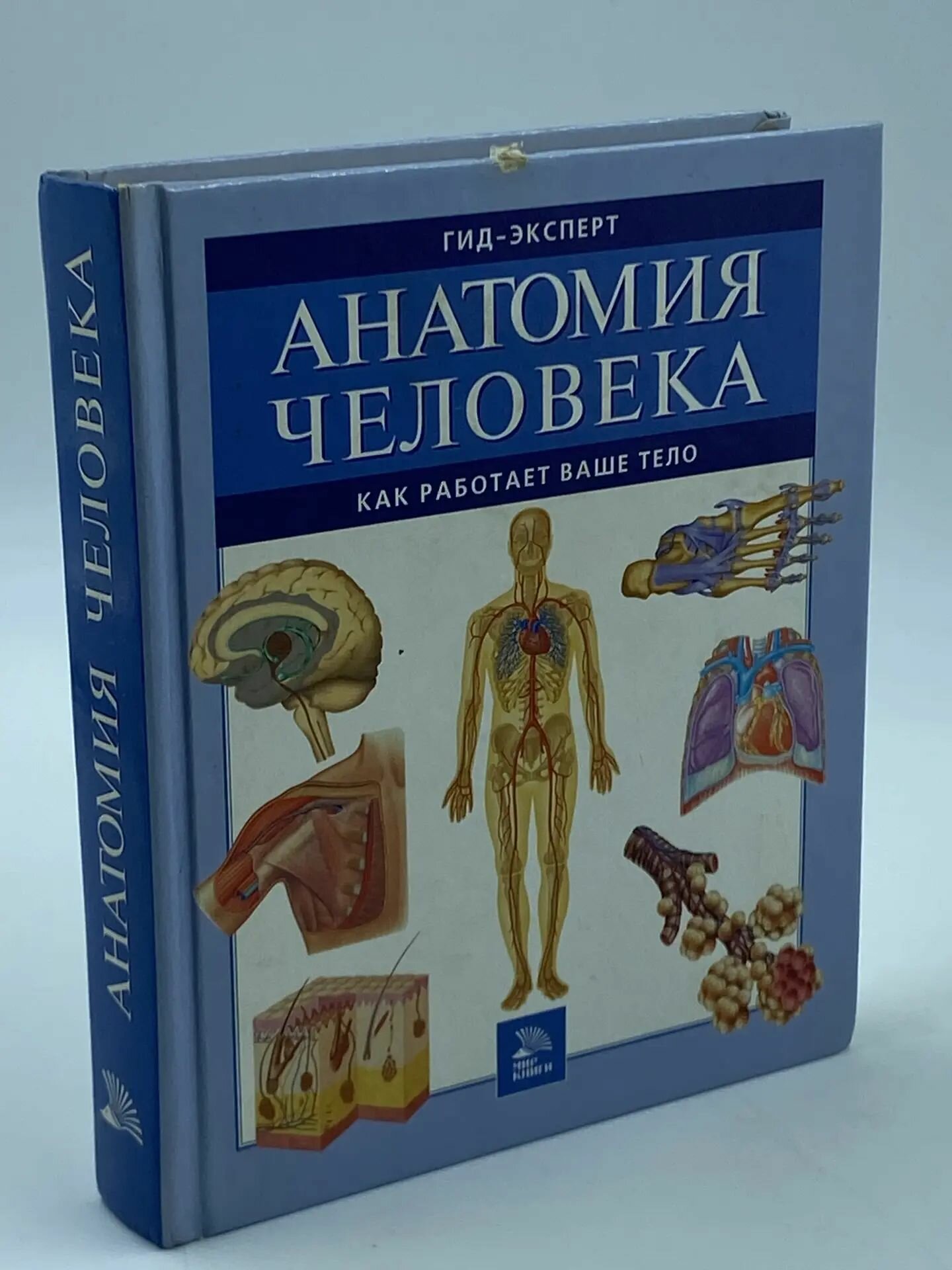Анатомия человека. Как работает ваше тело