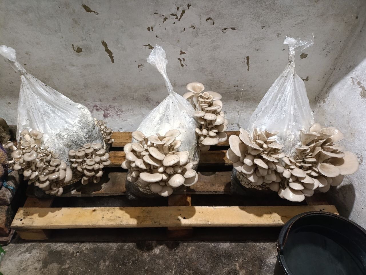 Грибница вешенки набор для выращивания дома / семена грибов / мицелий вешенки