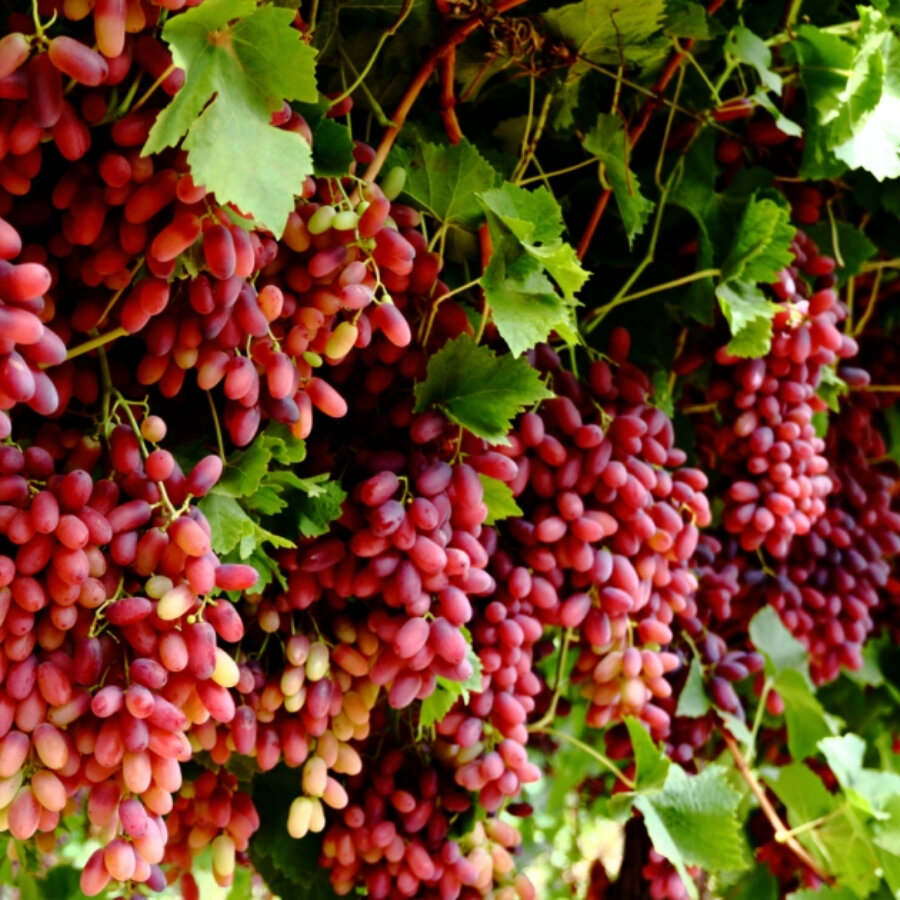 Виноград Кримссон (Столовый/1 саженец), Россия