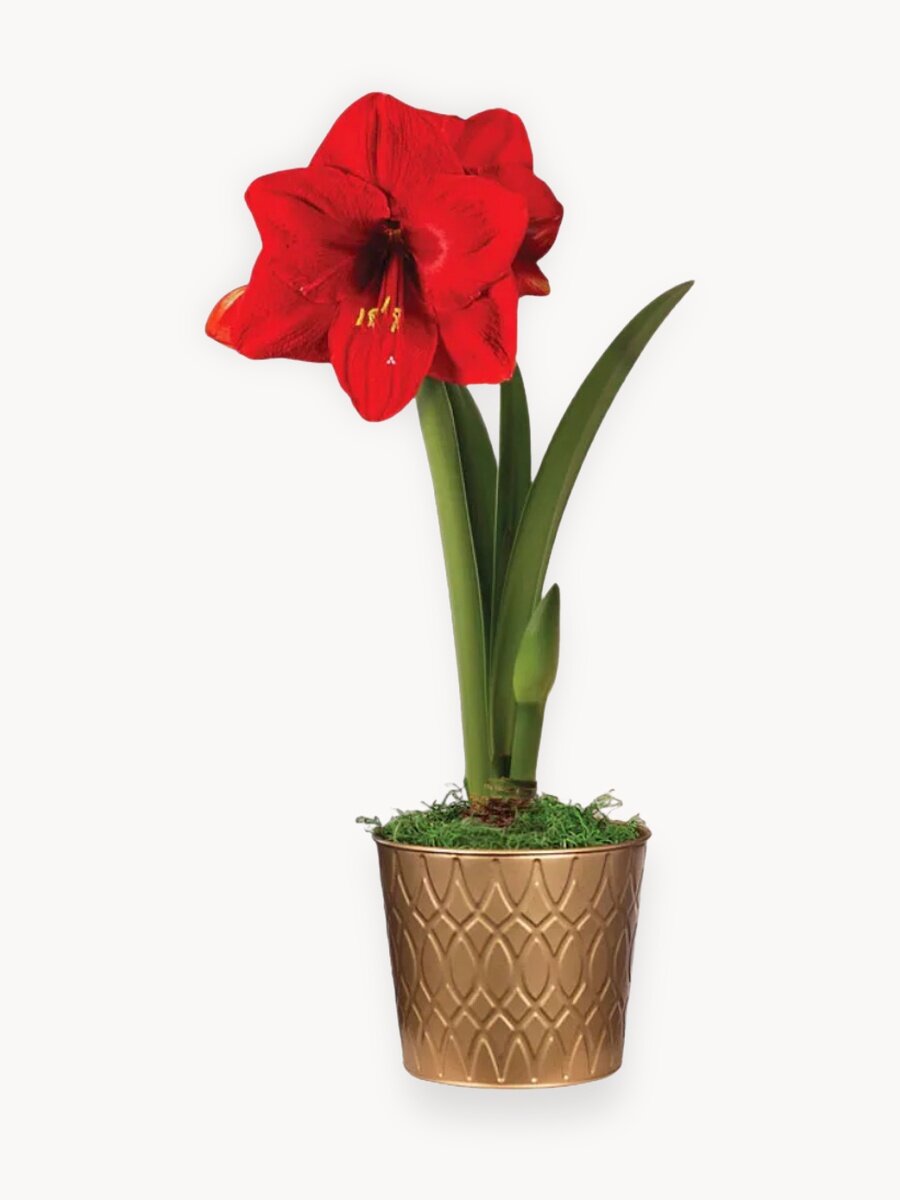 Амариллис «Рэд Лион», красный, 50/60 см, луковица готовая к посадке - 1 шт.