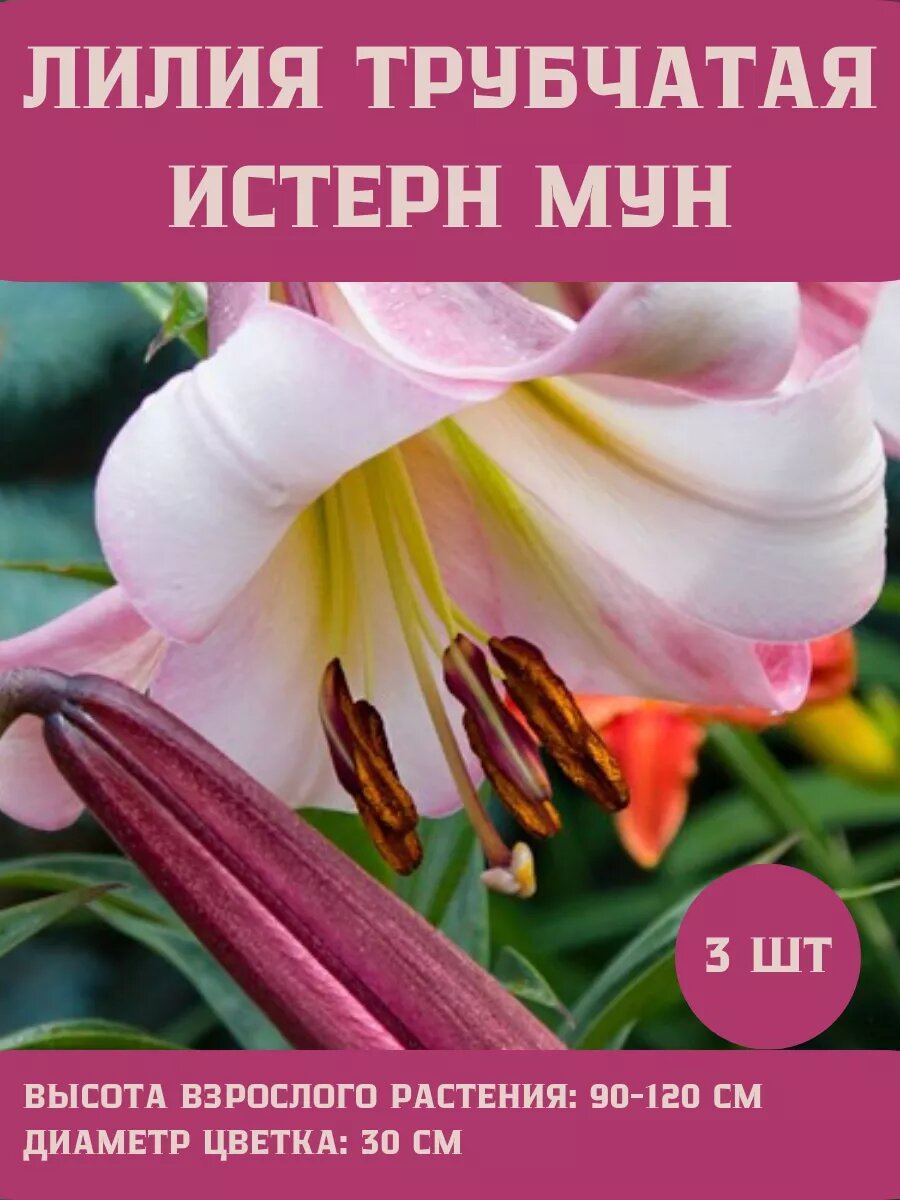 Трубчатые лилии/Луковицы лилий