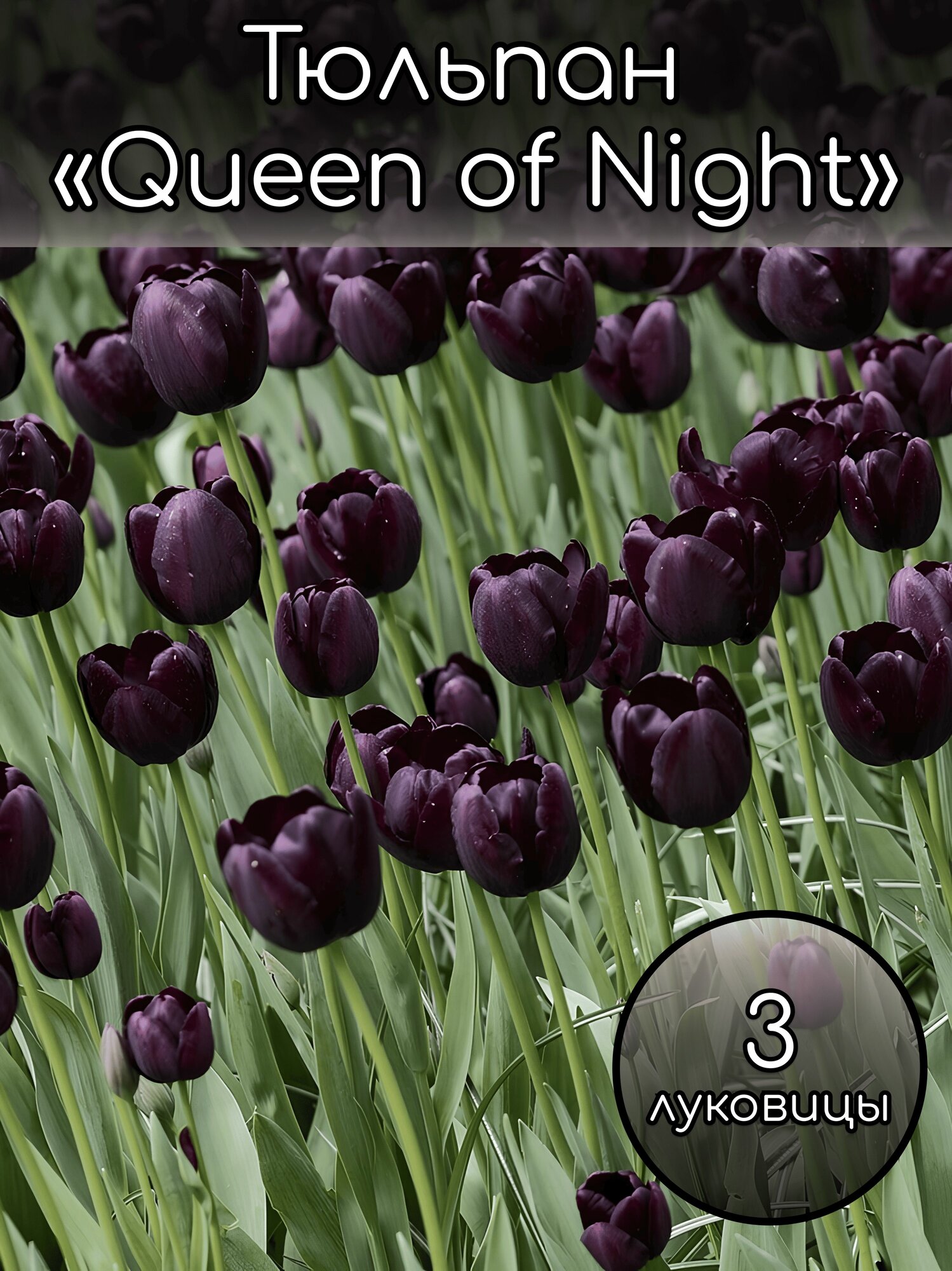 3 луковицы Тюльпан Королева Ночи (Tulipa Queen of Night )