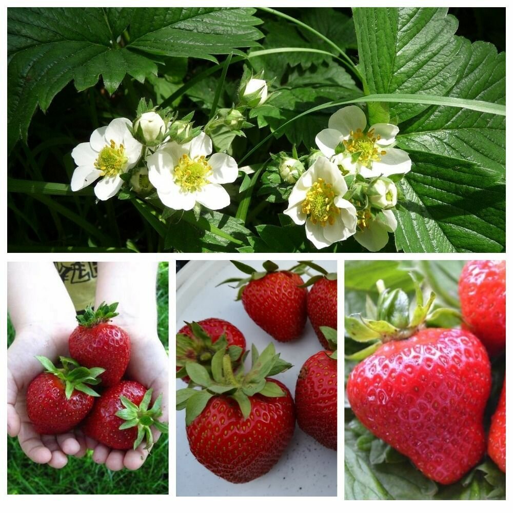 Комплект земляники Ранняя пташка; 3 шт