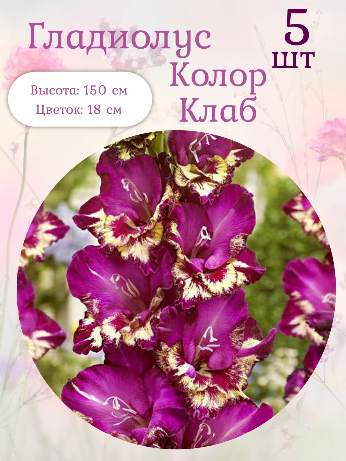 Гладиолусы, многолетние цветы, луковицы 5 шт.