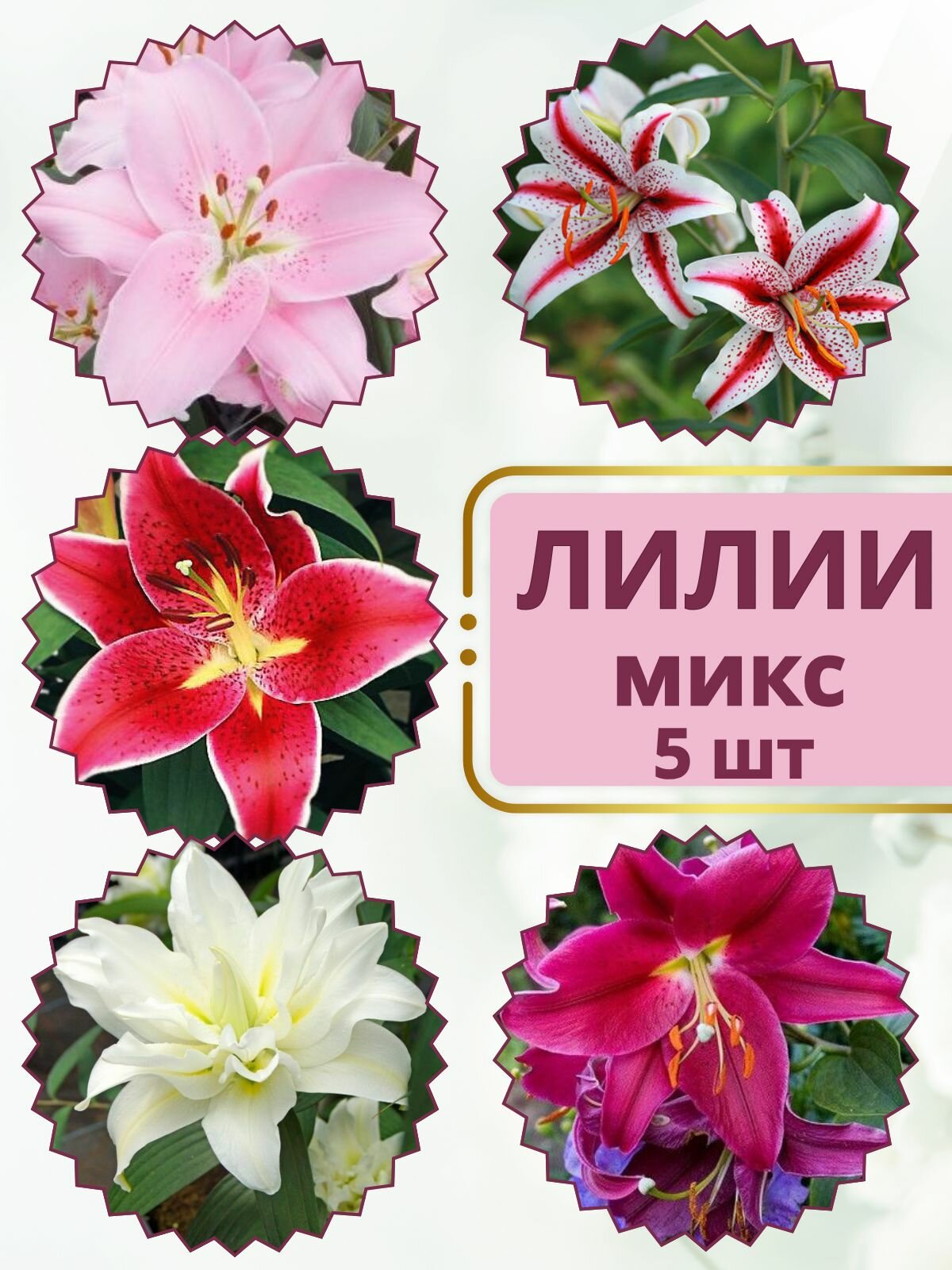 Лилия луковицы, многолетние цветы для посадки, микс 5 шт