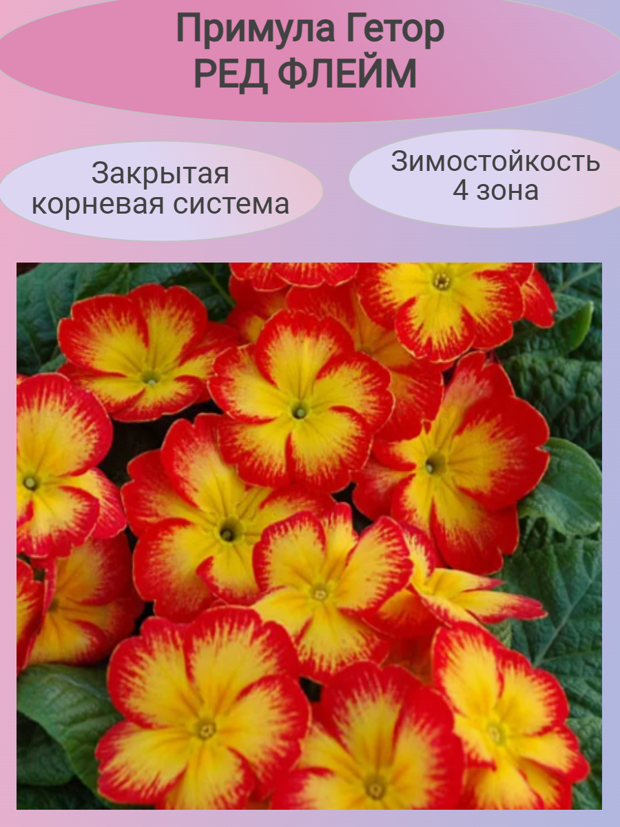 Примула Гетор Ред Флейм