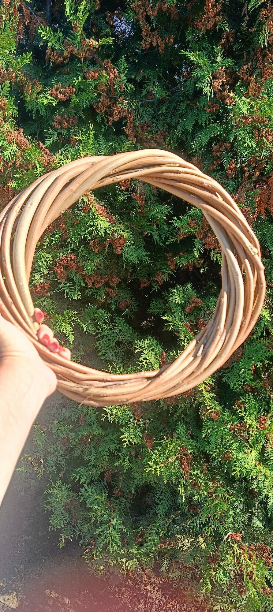 Венок из ветвей акации. Можно использовать как заготовку для рождественского декора.