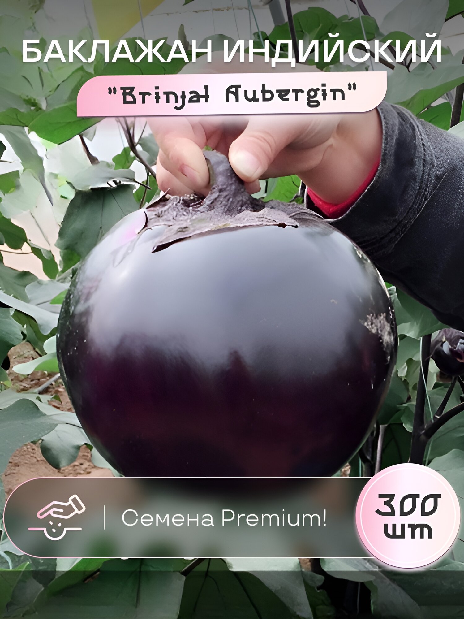 Баклажан семена 300 шт индийский