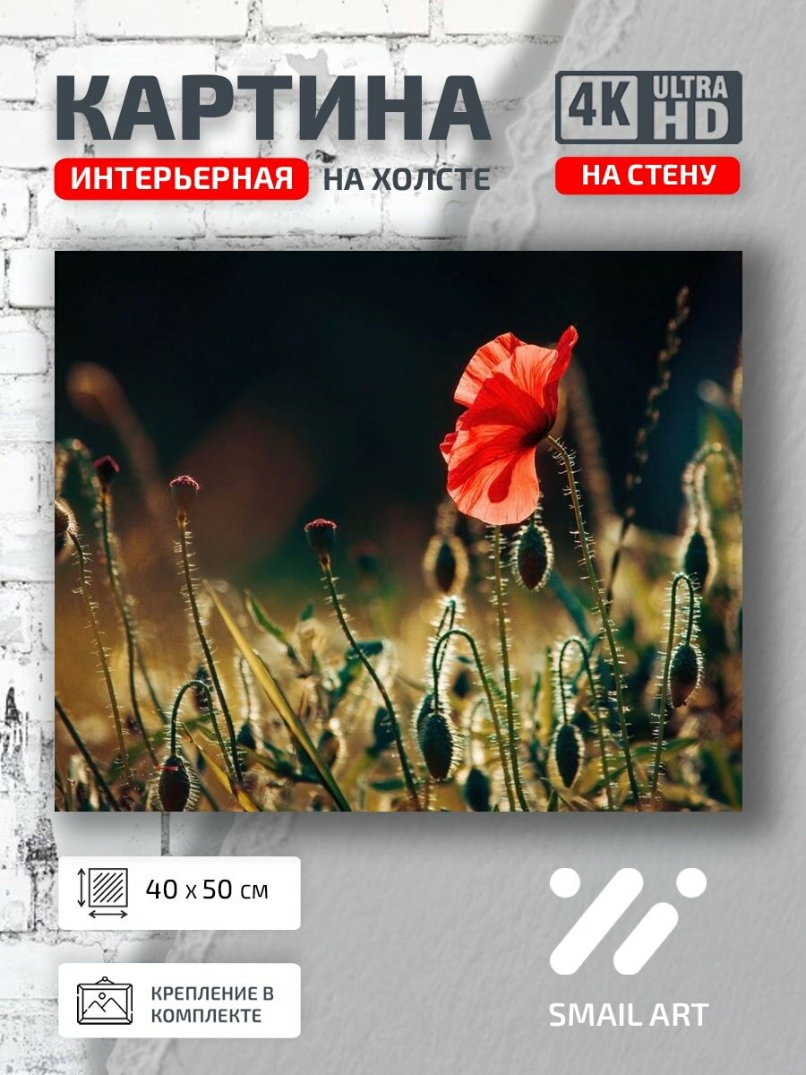 Картина на холсте интерьерная 40 на 50 на стену мака цветет для офиса атмосфера